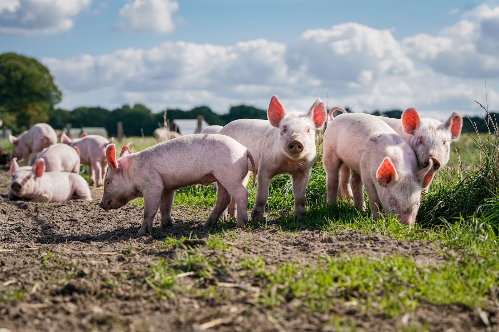 牛の飼い方 環境にやさしい _ 肉用牛の飼養管理に関する技術的な指針 – KGTO