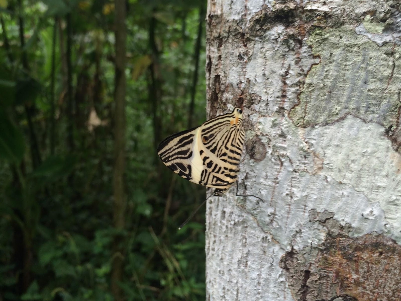 Verraとは？立ち上げ背景や活動内容、認証プログラムについて - Spaceship Earth（スペースシップ・アース）｜SDGs・ESG ...